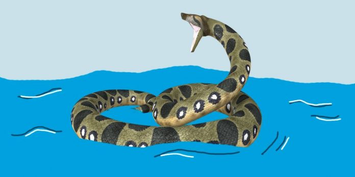 La yacumama, leyenda urbana sobre una extraña anaconda