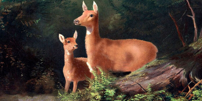 La gama ciega. Cuento infantil con valores