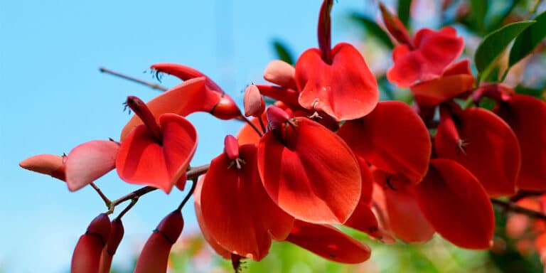 Día de la Flor Nacional: por qué es el ceibo y cuál es su leyenda ...